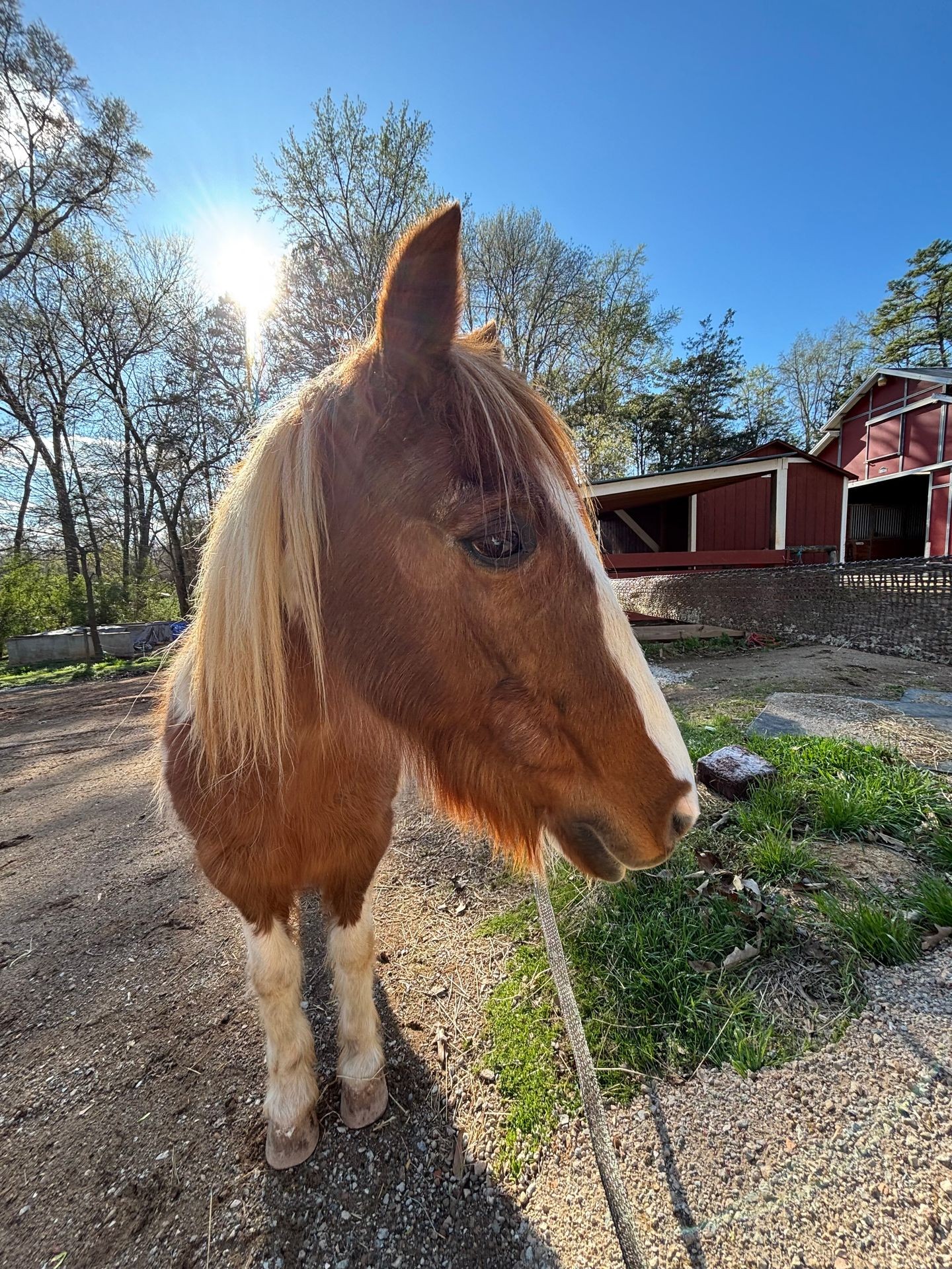 Horse Shadow Run, Charlotte NC