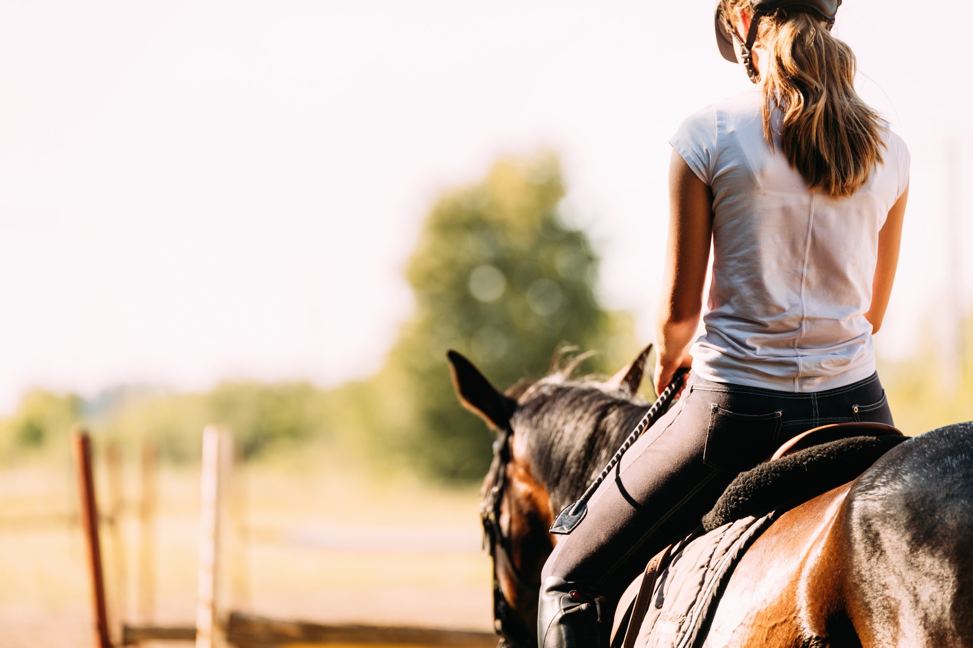 Horse Shadow Run, Charlotte NC
